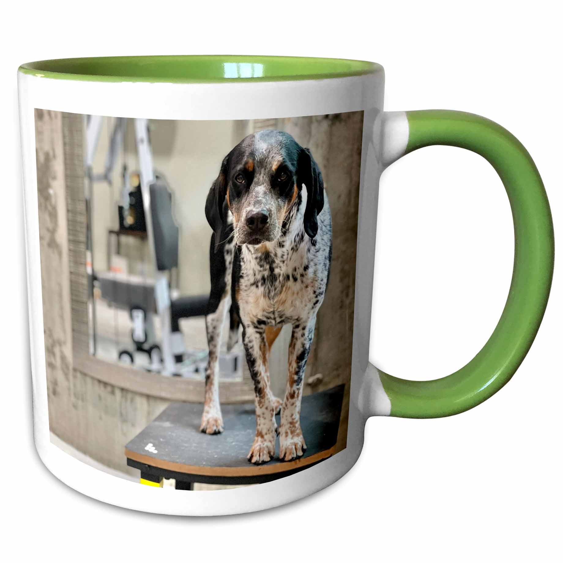 3drose, Photograph of a Blue Tick Coonhound Standing on a Stool in the ...