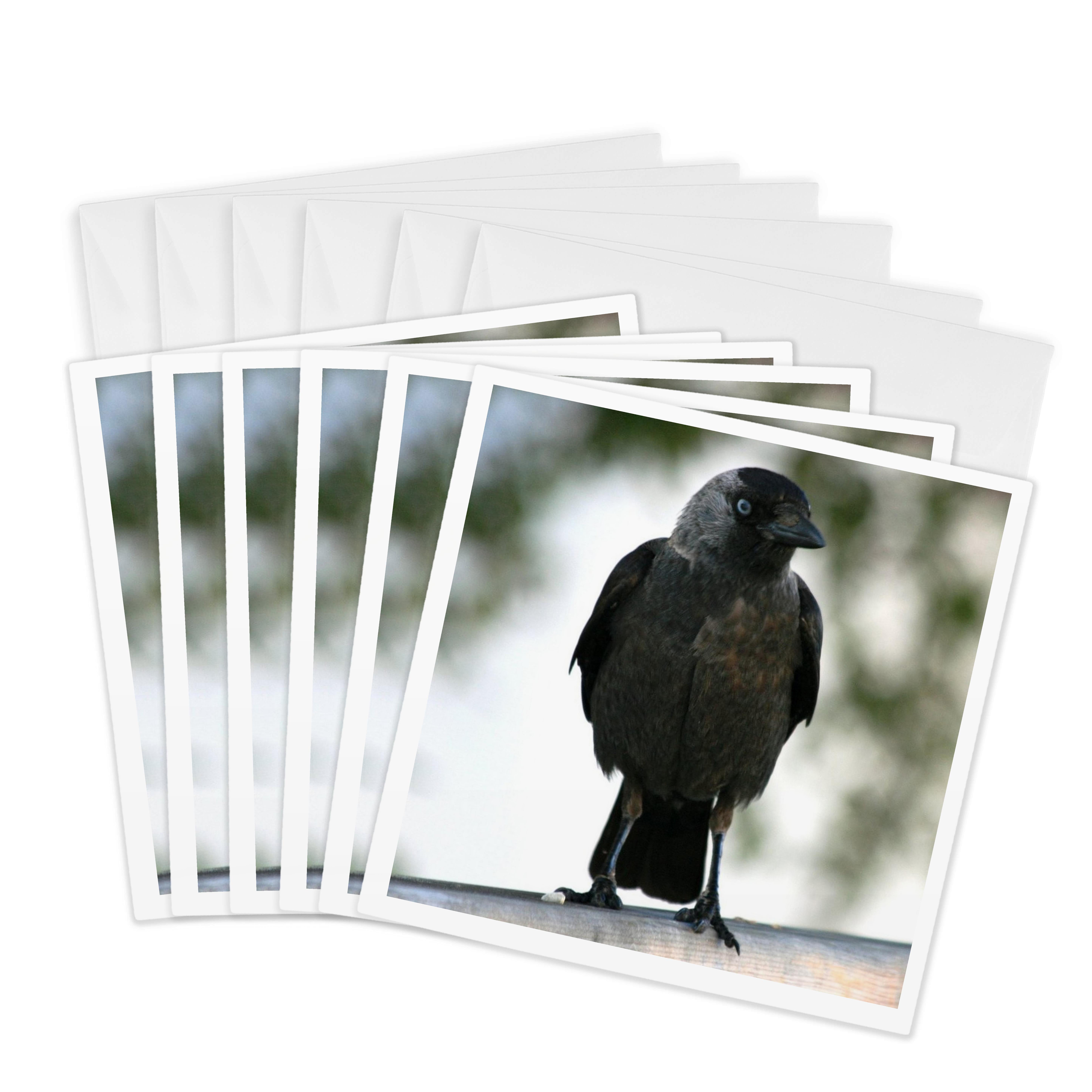 3drose, Photograph of a Deceptive Black Hooded Crow Perced on ...