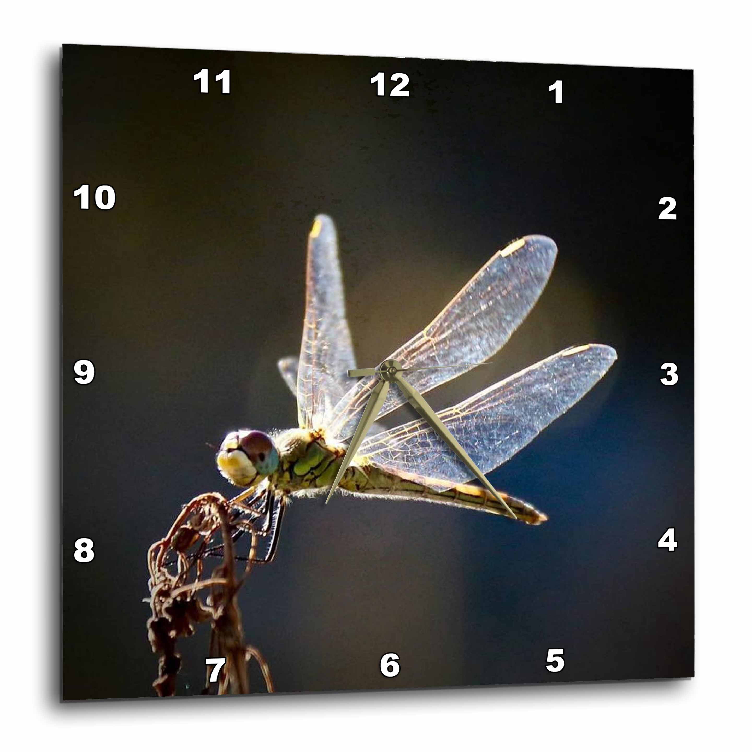3drose, Photograph of a Dragonfly with Beautiful Irridescent ...