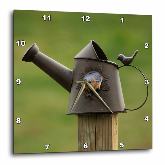 3drose, Photograph of an Eastern Bluebird Popping Out of a Watering Can ...