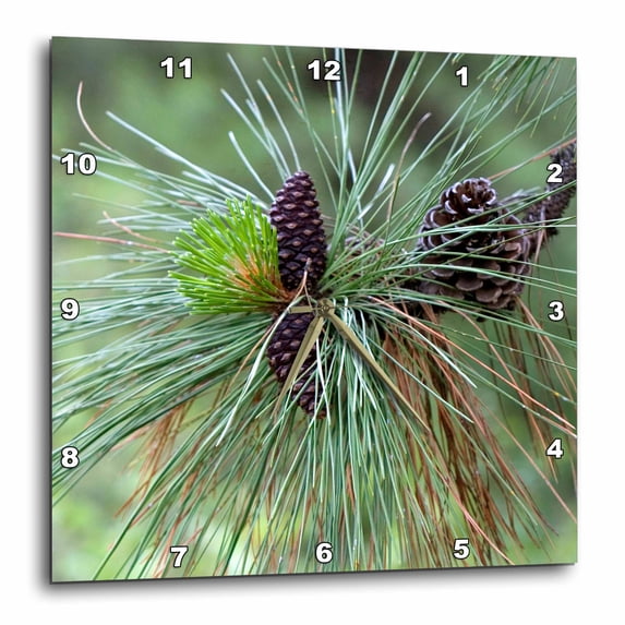 3drose, Pinecones, Ponderosa Pine Tree, Idaho - Us13 Dfr0832 - David R ...