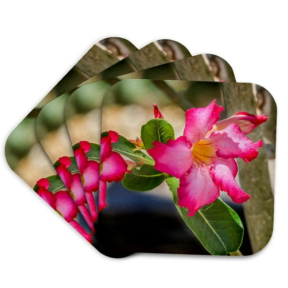3drose, Pink Desert Roses Bloom, Desert Botanical Garden, Phoenix ...
