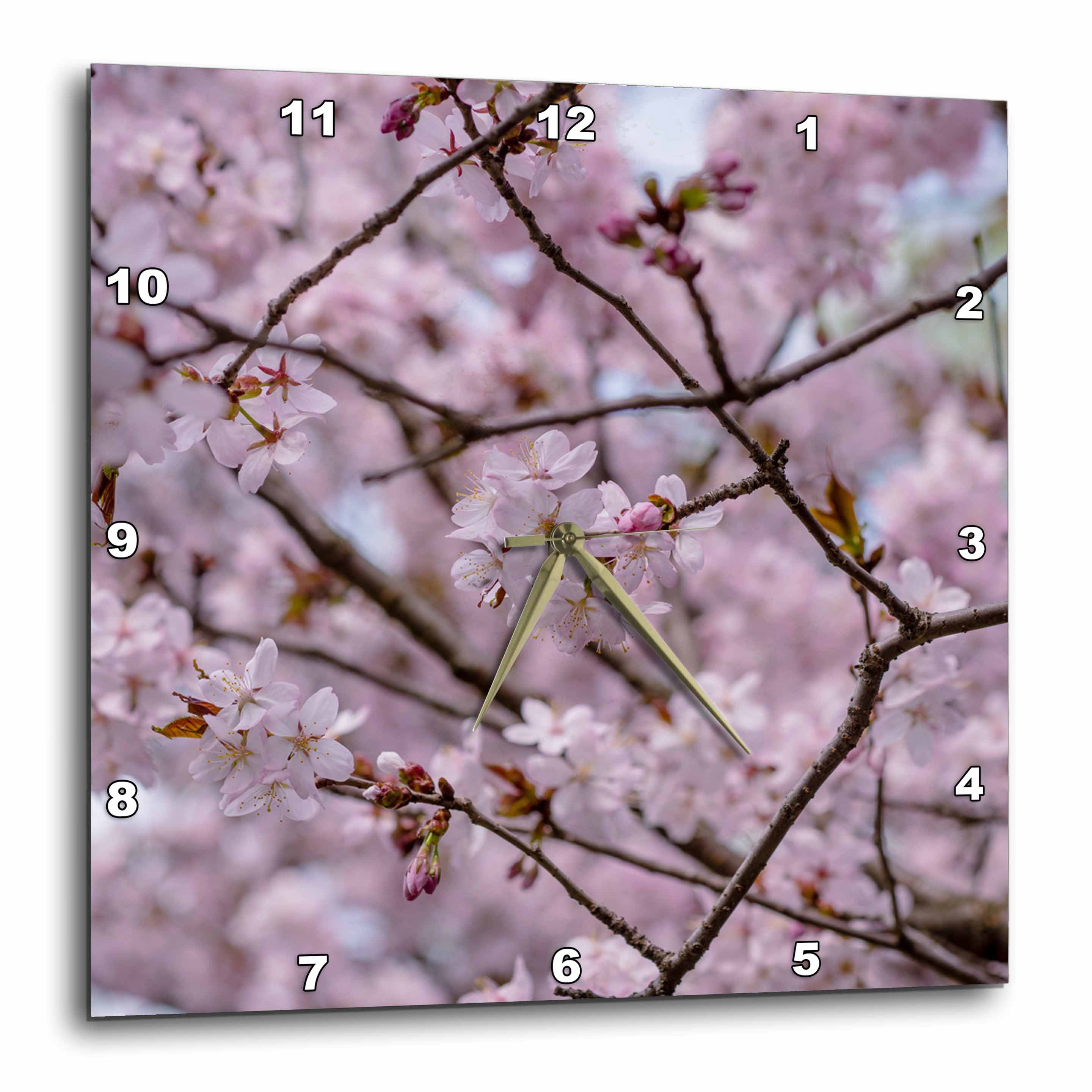 3drose, Pink Japanese Cherry Blossom Sakura Flowers on a Blooming Tree ...