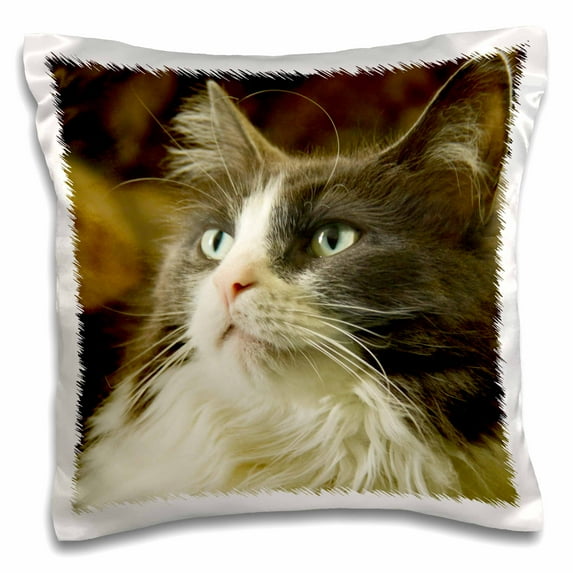 3drose, Portrait of a Cat, Looking up Intently Curious., Pr, 16x16 inch ...