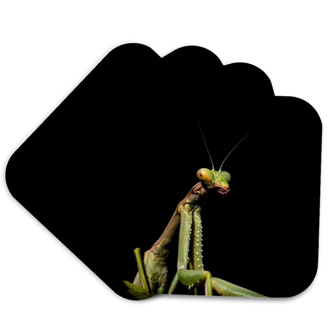 3drose, Preying Mantis Insect Isolated Against Black, Set of 4 Coasters ...