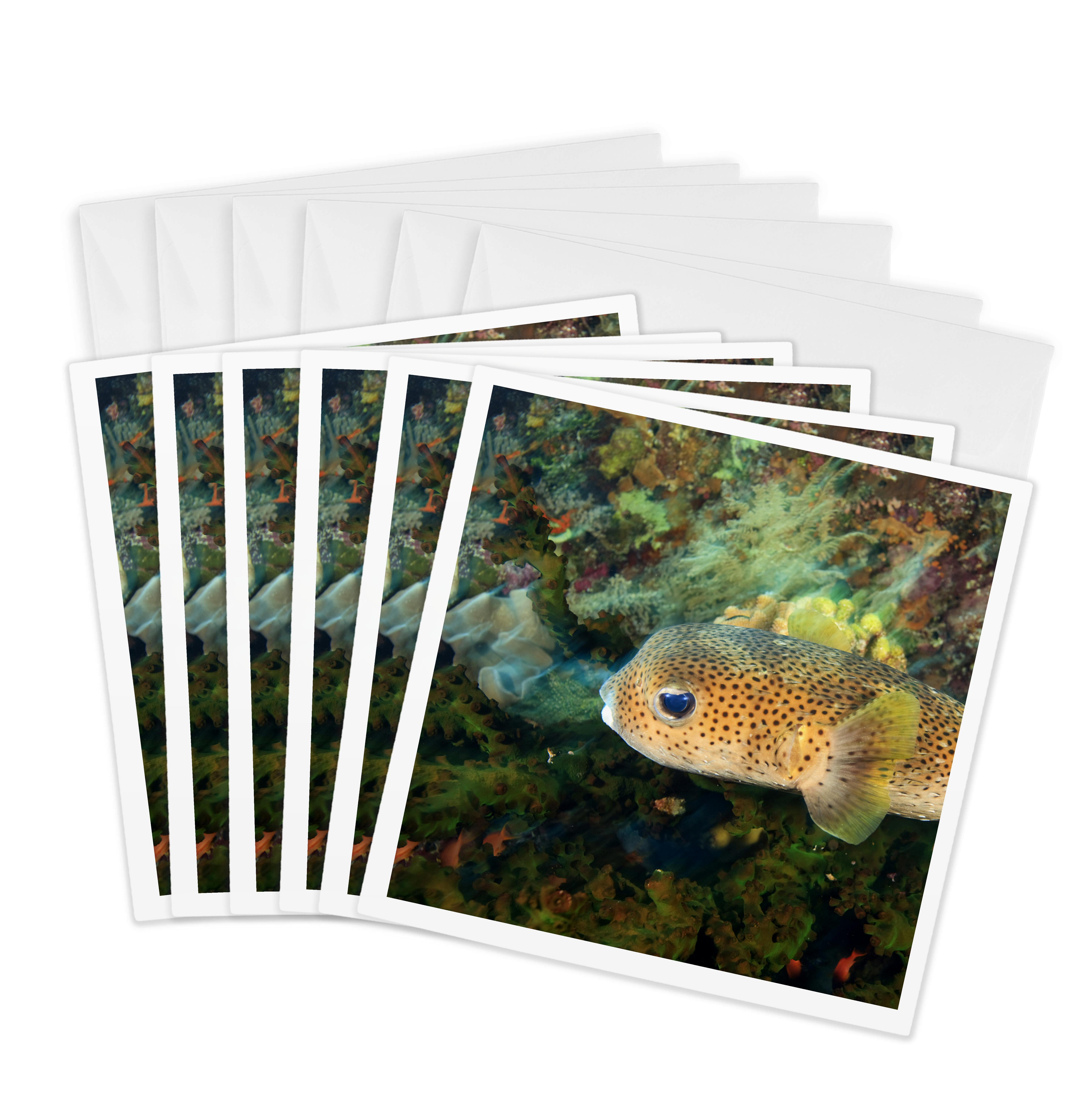 3drose, Pufferfish, Scuba Diving, Tukang Besi, Indonesia-as11 Sws0429 ...