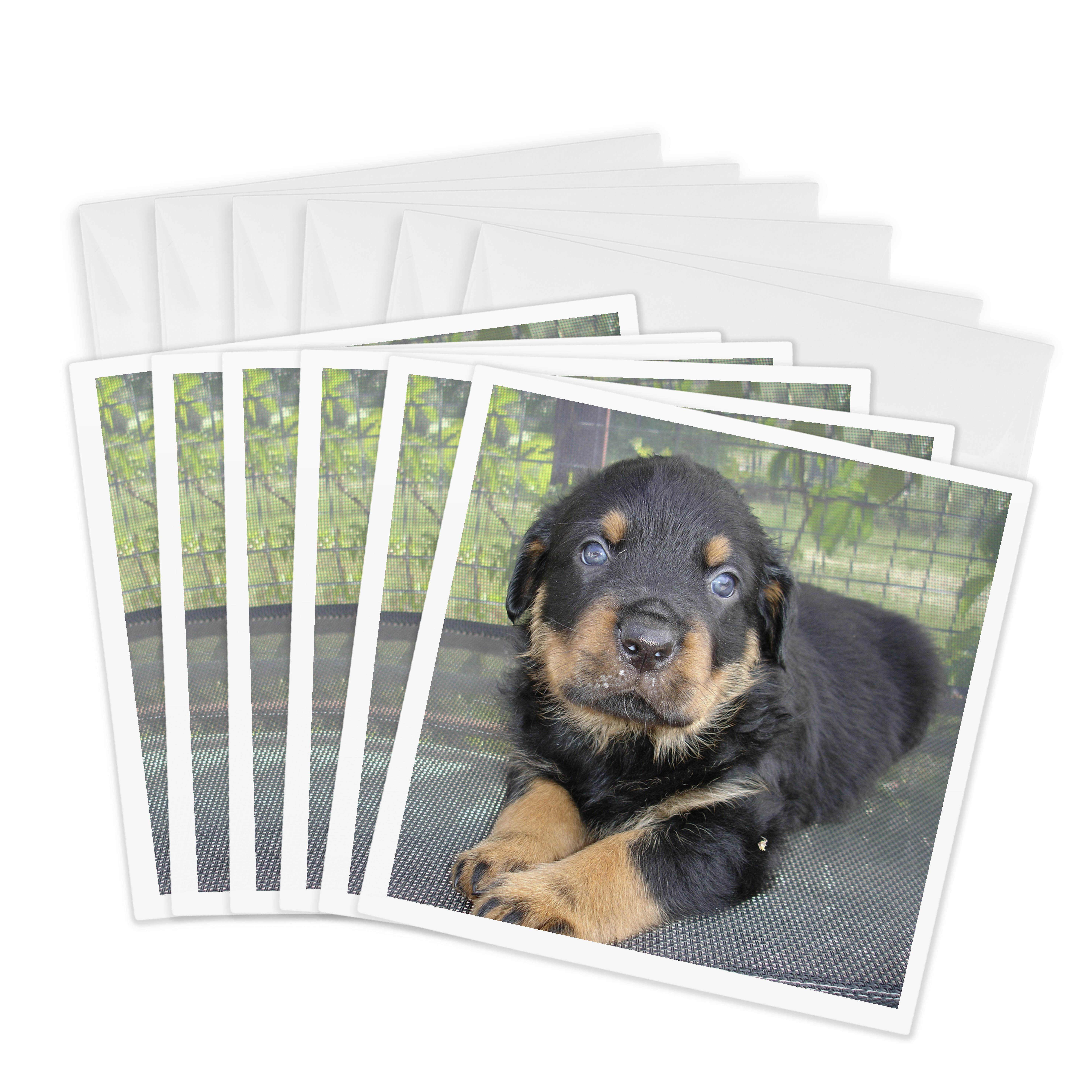 3drose, Puppy Face - Rottweiler, Rottweilers, Rottie, Rottie Owner ...