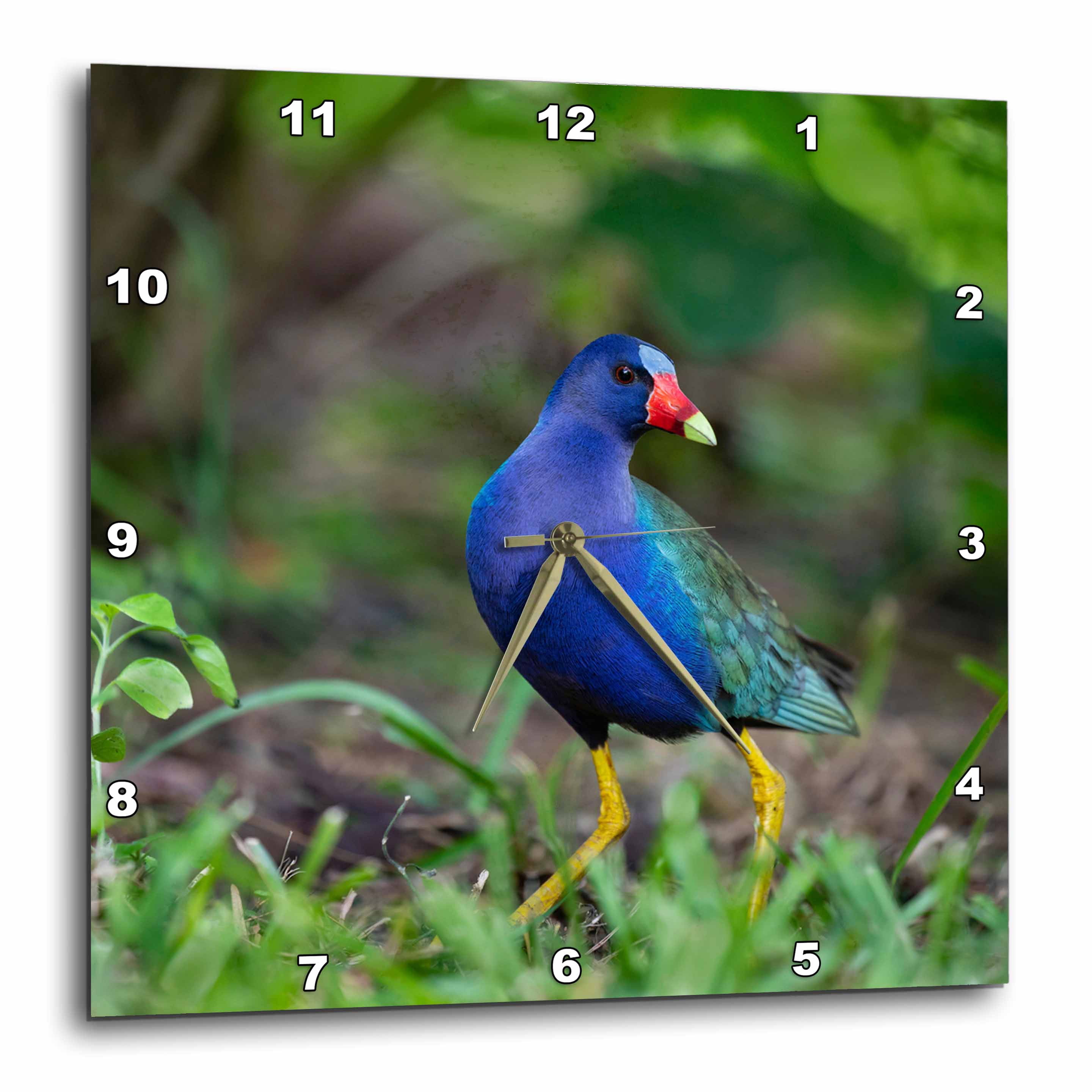 3drose, Purple Gallinule, Porphyrula Martinica Foraging., 15x15 Wall ...