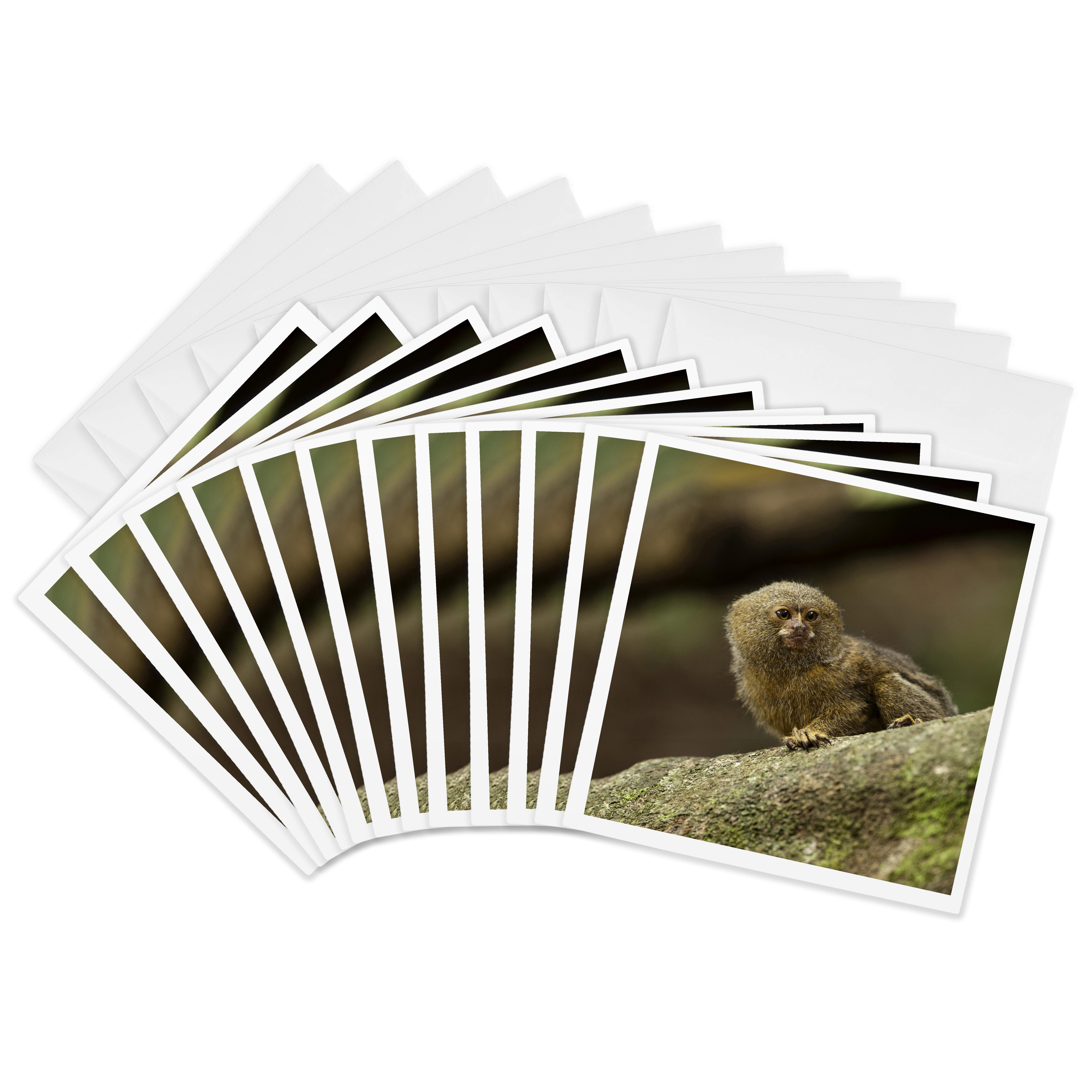 3drose, Pygmy Marmoset Wildlife, Cocaya River, Amazon Ecuador - Sa07 Pox2033 - Pete Oxford, 12 ...