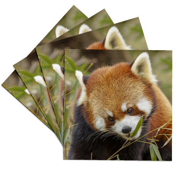 3drose, Red Panda., Set of 4 Ceramic Tile Coasters - Walmart.com