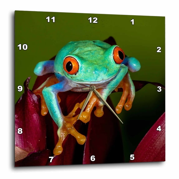3drose, Red-eyed Tree Frog Close-up., 13x13 Wall Clock - Walmart.com