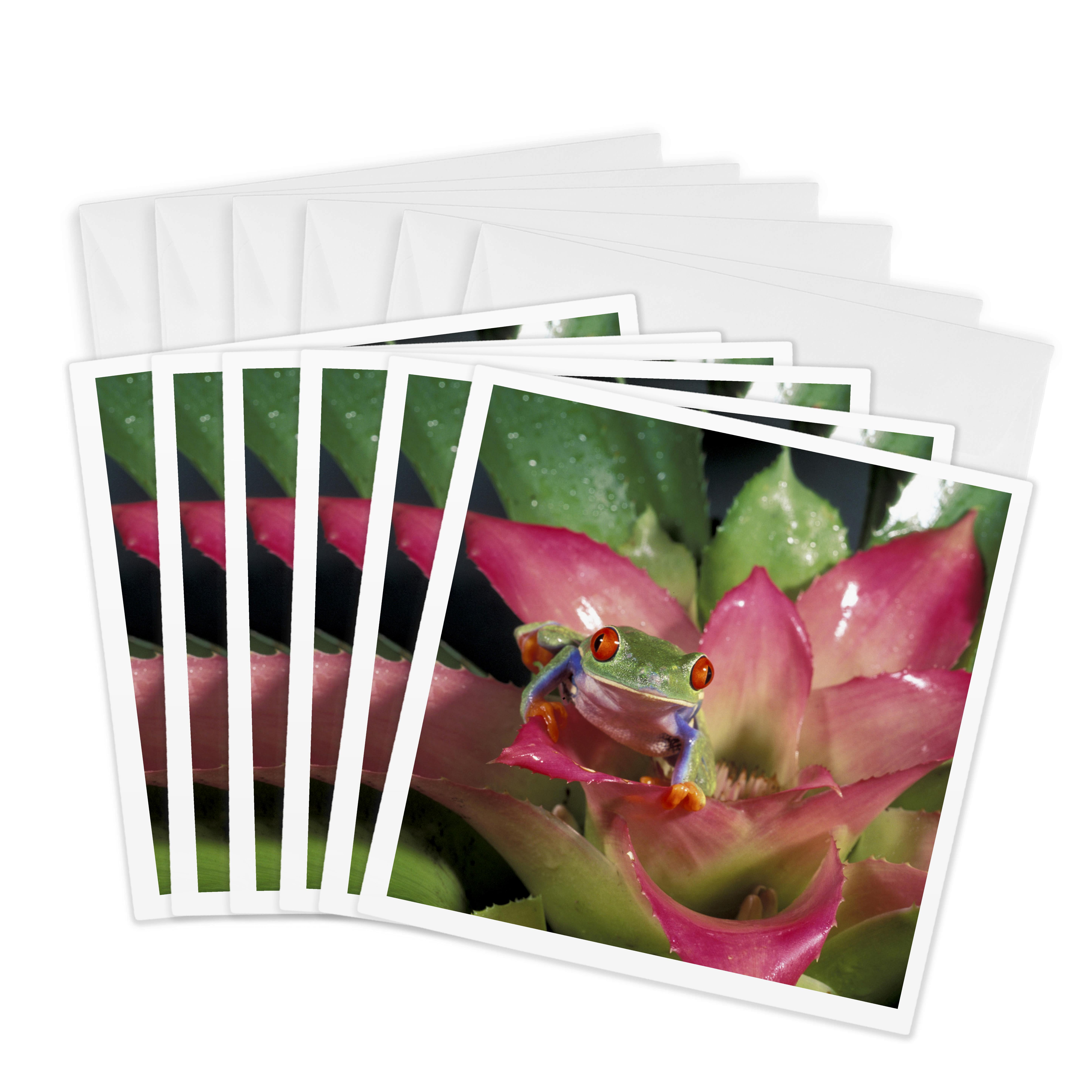 3drose, Red-eyed Tree Frog - Na02 Mwe0140 - Michele Westmorland, 6 ...