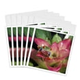 3drose, Red-eyed Tree Frog - Na02 Mwe0140 - Michele Westmorland, 6 ...