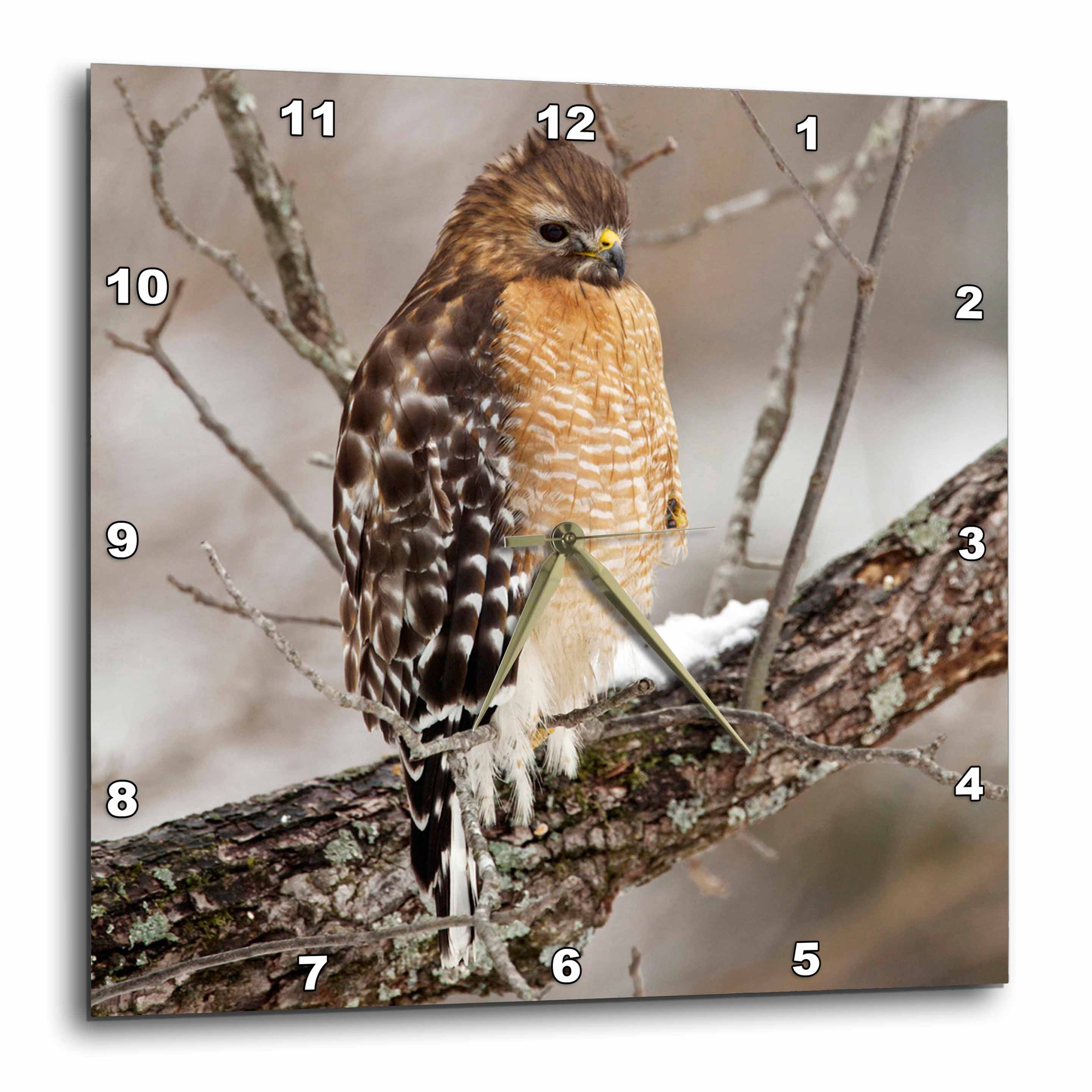 3drose, Red-shouldered Hawk, Bird, Kentucky - Us18 Aje0490 - Adam Jones ...