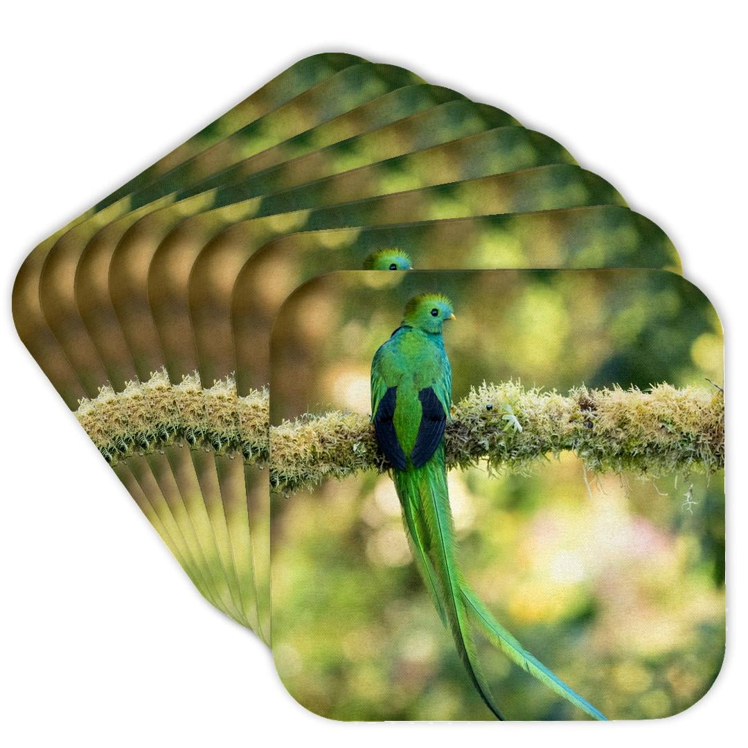 3drose, Resplendent Quetzal, Costa Rica 3., Set of 8 Coasters - Cork ...