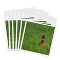 3drose, Ring-necked Pheasant, Bird, Lake Neusiedl, Austria-eu03 Rnu0031 ...