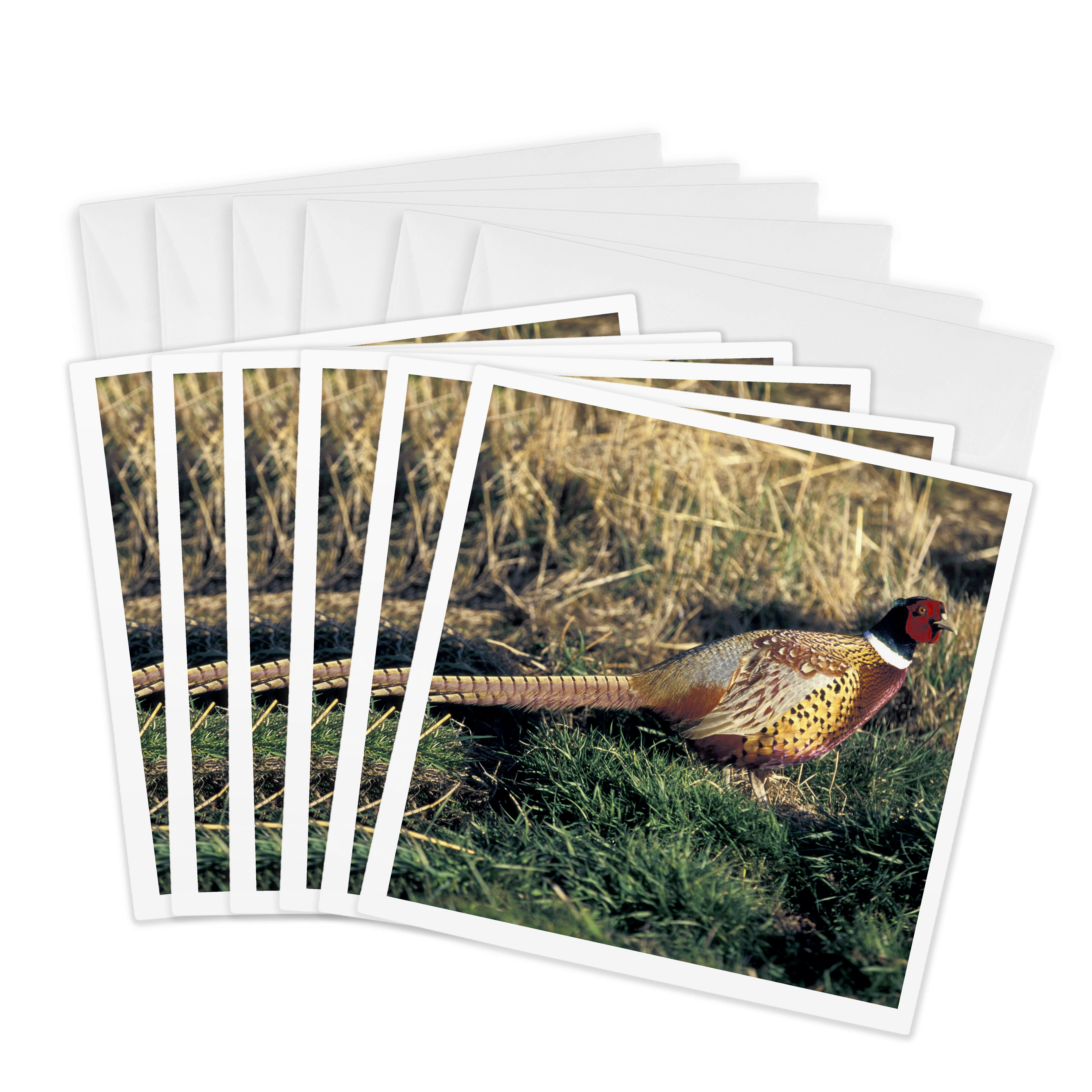 3drose, Ring-necked Pheasant, Bird - Na02 Pwa0010 - Patrick J. Wall, 6 ...