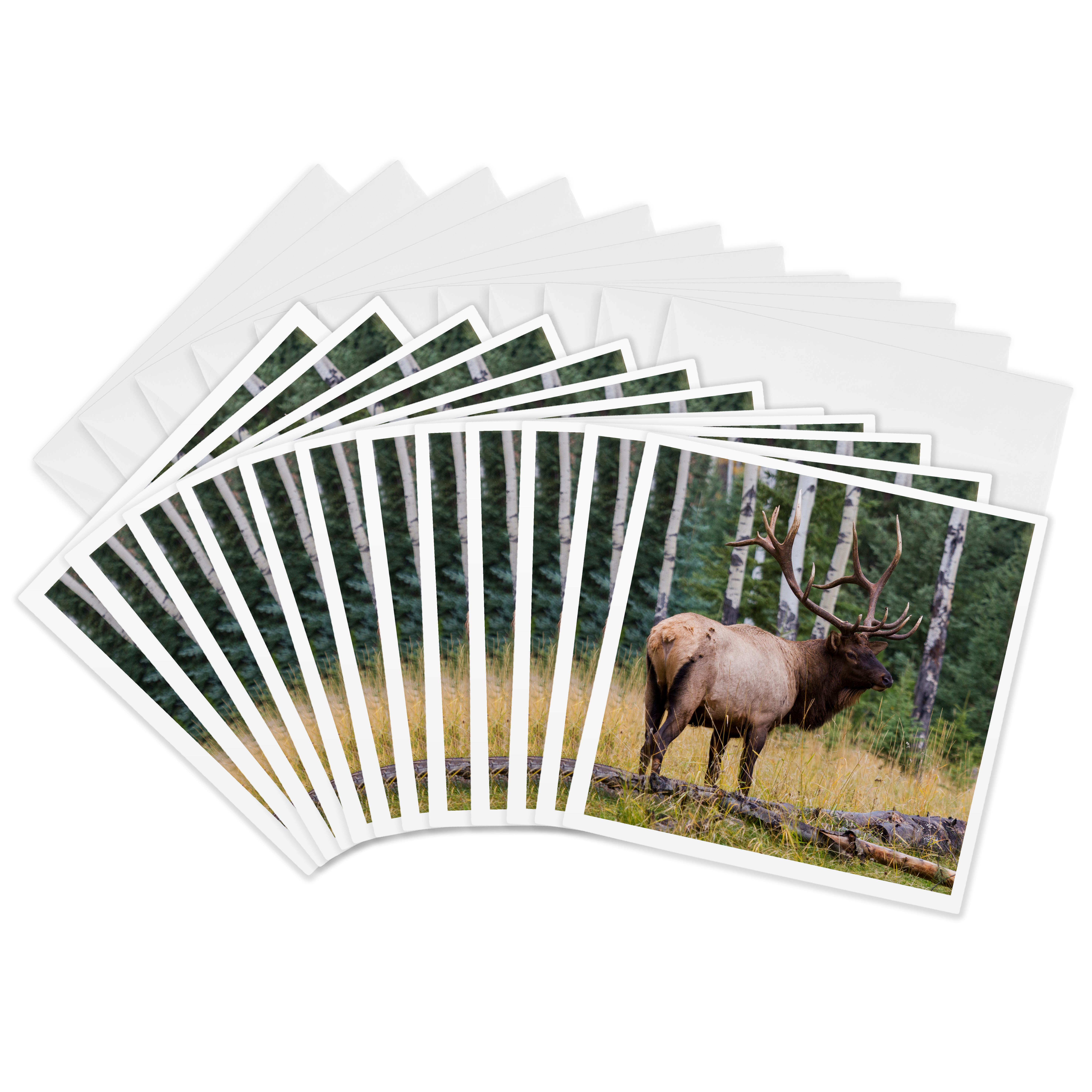 3drose, Rocky Mountain Bull Elk, Jasper National Park, Canada, 12 ...