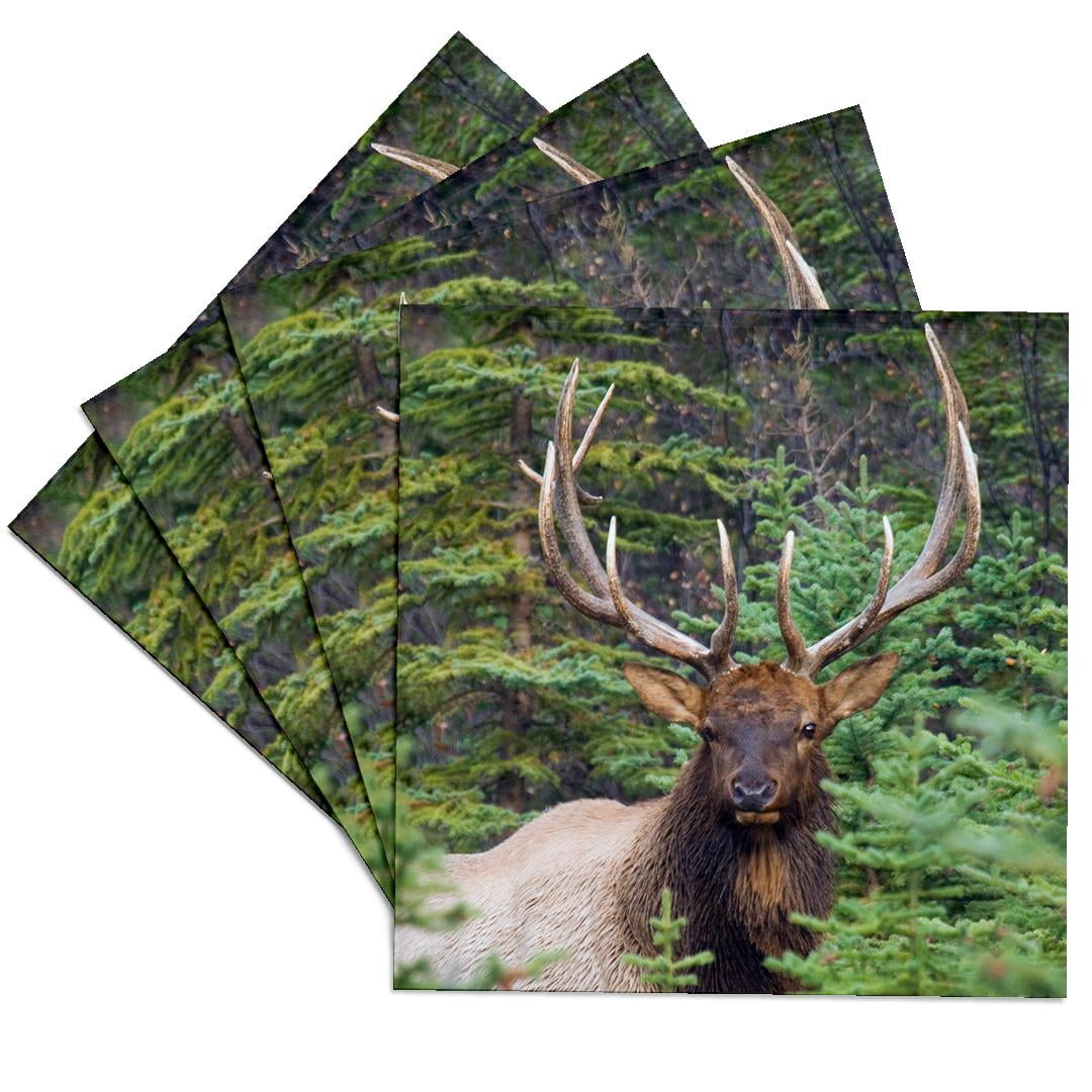 3drose, Rocky Mountain Bull Elk Looking at the Camera., Set of 4 ...
