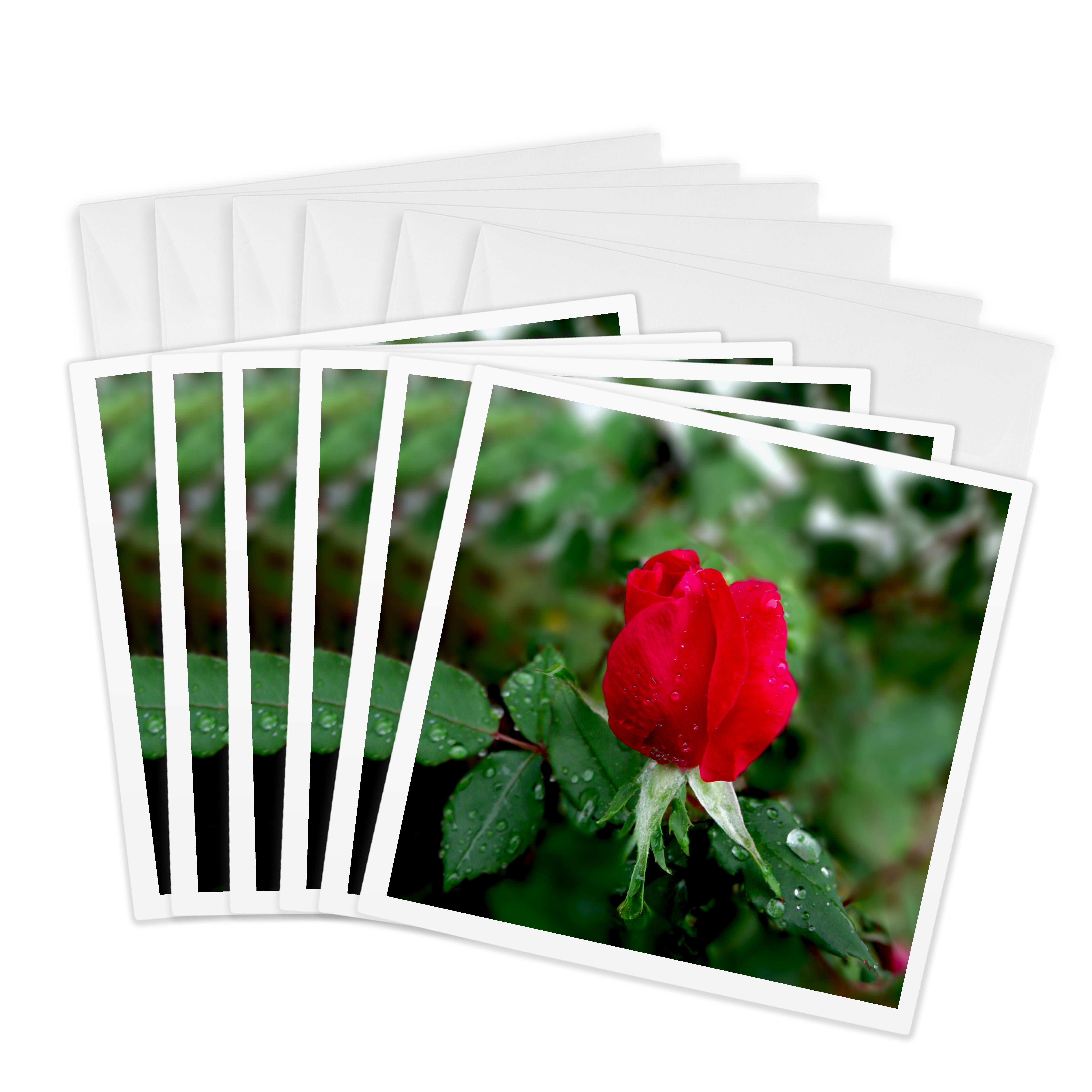3drose, Rosebud After the Rain, Red Rose Bud Glistening in the ...