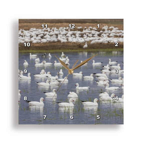 3drose, Ross Geese, Migration Stop, 10x10 Wall Clock - Walmart.com