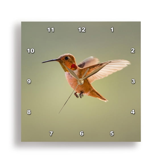 3drose, Rufous Hummingbird, Selasphorus Rufus., 10x10 Wall Clock ...