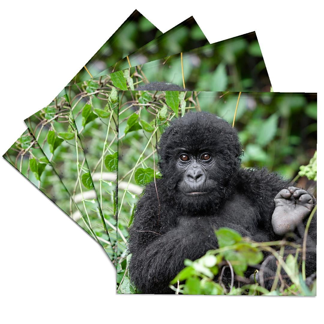 3drose, Rwanda, Volcanoes Np. Juvenile Mountain Gorilla Watching ...