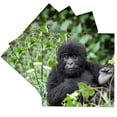 3drose, Rwanda, Volcanoes Np. Juvenile Mountain Gorilla Watching ...