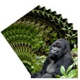 3drose, Rwanda, Volcanoes Np. Silverback Mountain Gorilla Sitting in ...