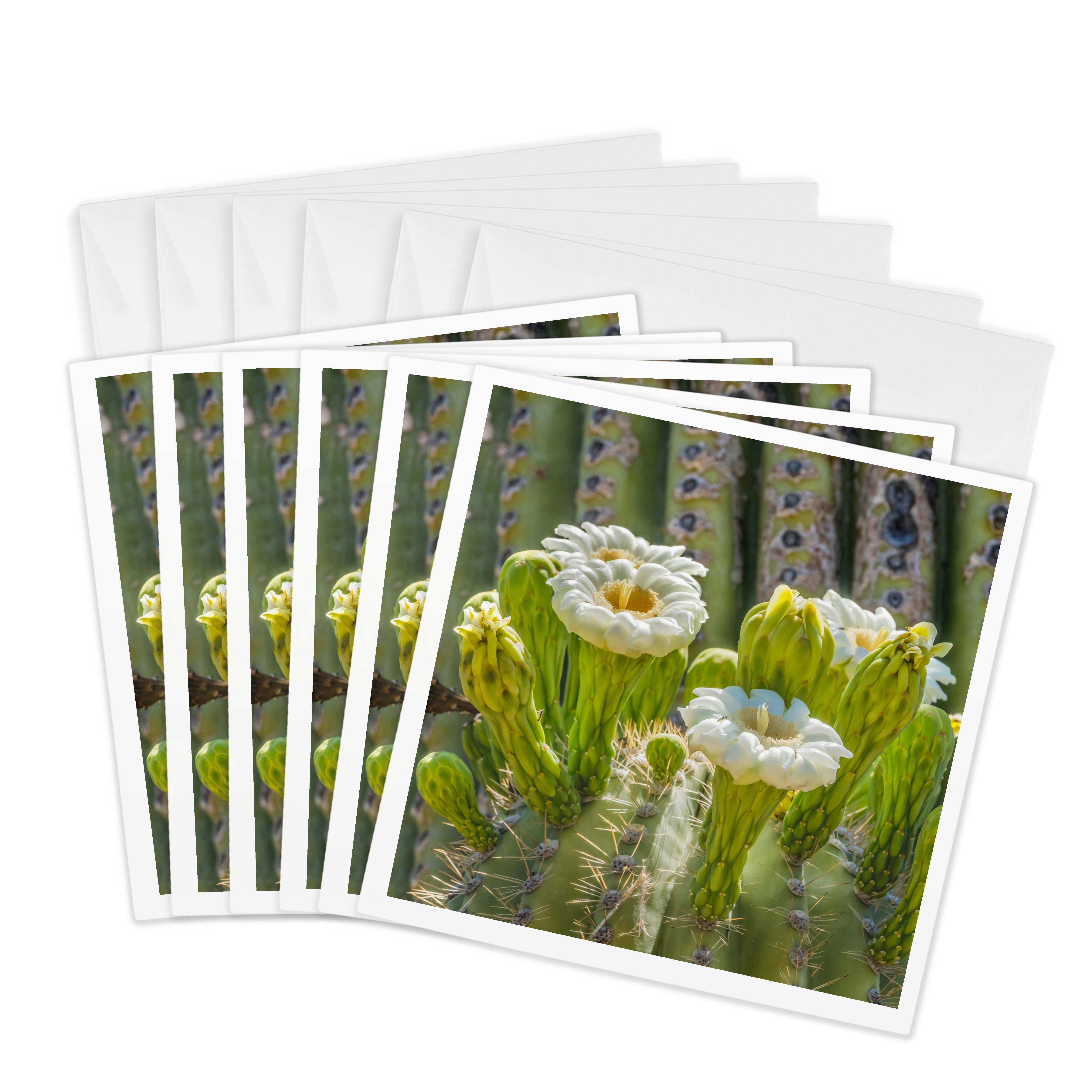 3drose, Saguaro Cactus Blooming, Desert Botanical Garden, Phoenix ...