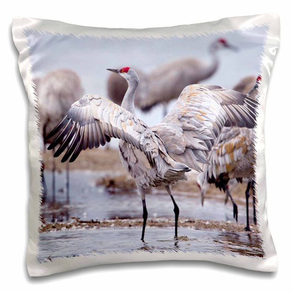 3drose, Sandhill Crane Birds, Platte River, Nebraska - Us28 Cha0117 ...