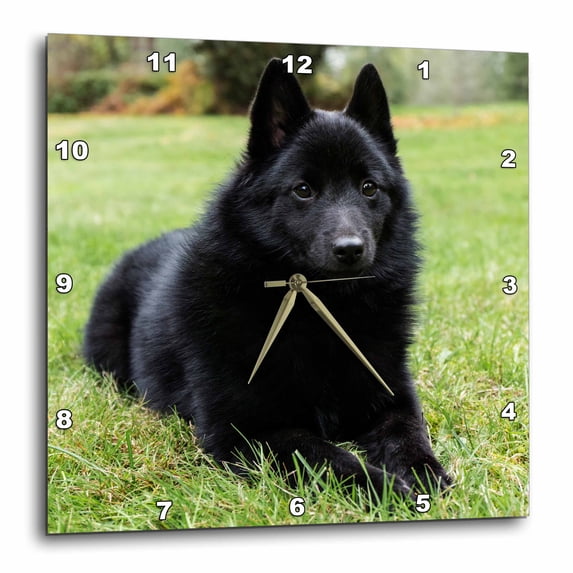 3drose, Schipperke Puppy Reclining on a Stay Command, Looking Alert ...