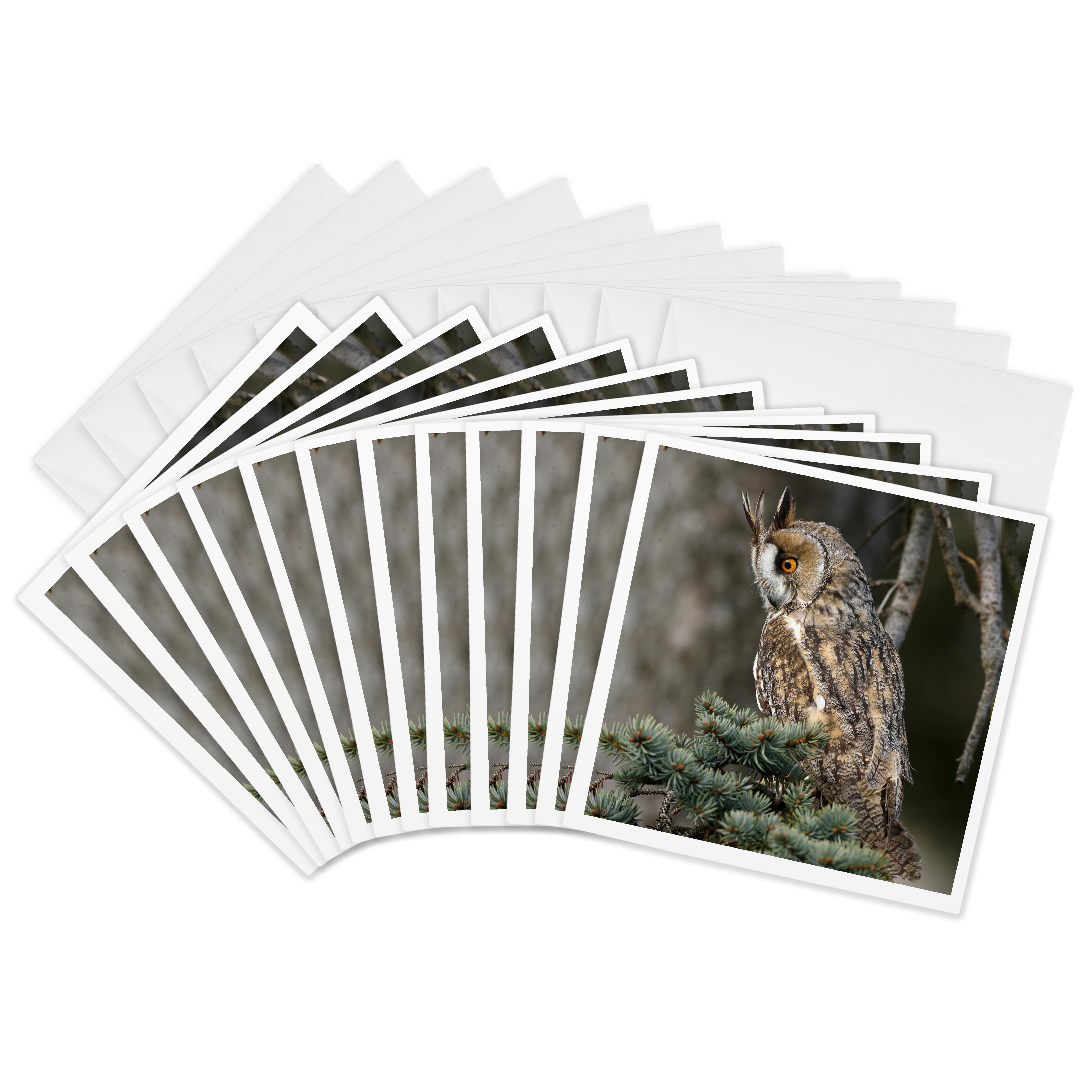 3drose, Scotland, Cairngorms Np, Long Eared Owl, Cedar Tree - Eu36 ...