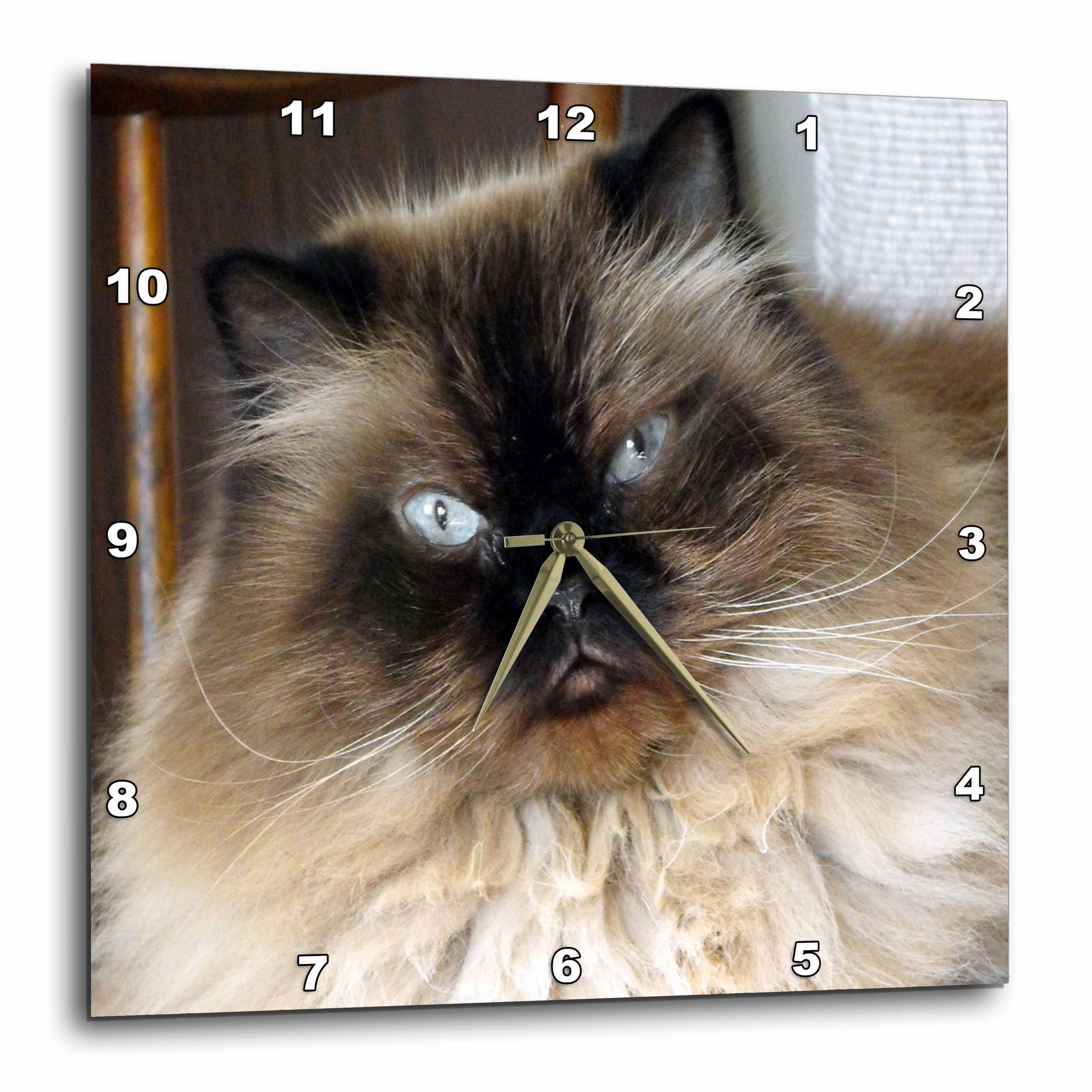 3drose, Siamese Cat on Chair, 15x15 Wall Clock - Walmart.com