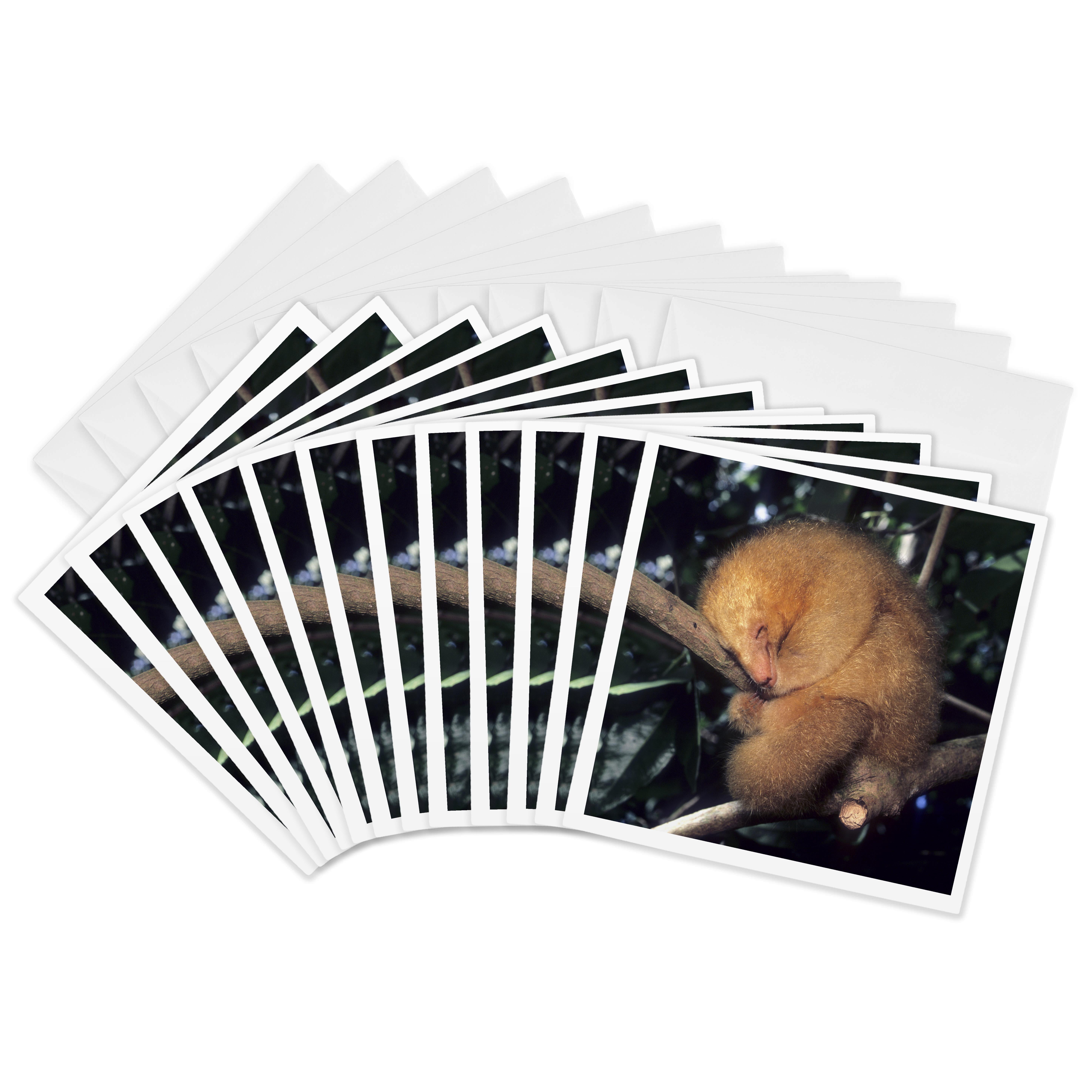 3drose, Silky Pygmy Anteater Wildlife, Mangrove, Trinidad -ca43 Ksc0002 - Kevin Schafer, 12 ...