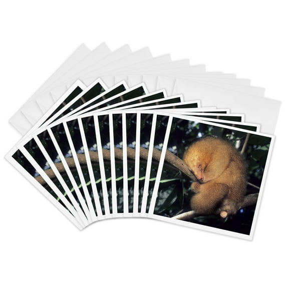 3drose, Silky Pygmy Anteater Wildlife, Mangrove, Trinidad -ca43 Ksc0002 ...