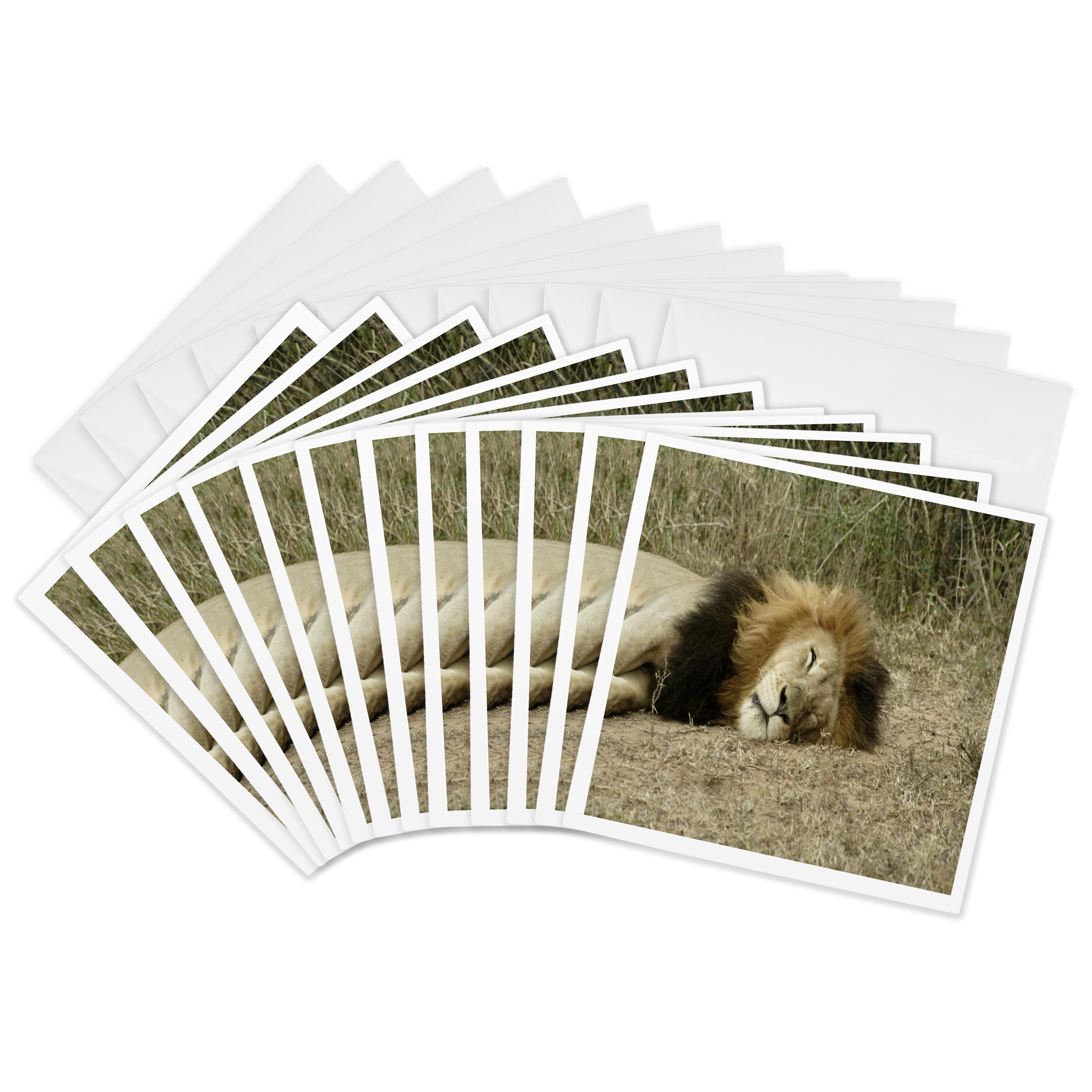 3drose, South African Sleeping Lion Headshot, 12 Greeting Cards with ...