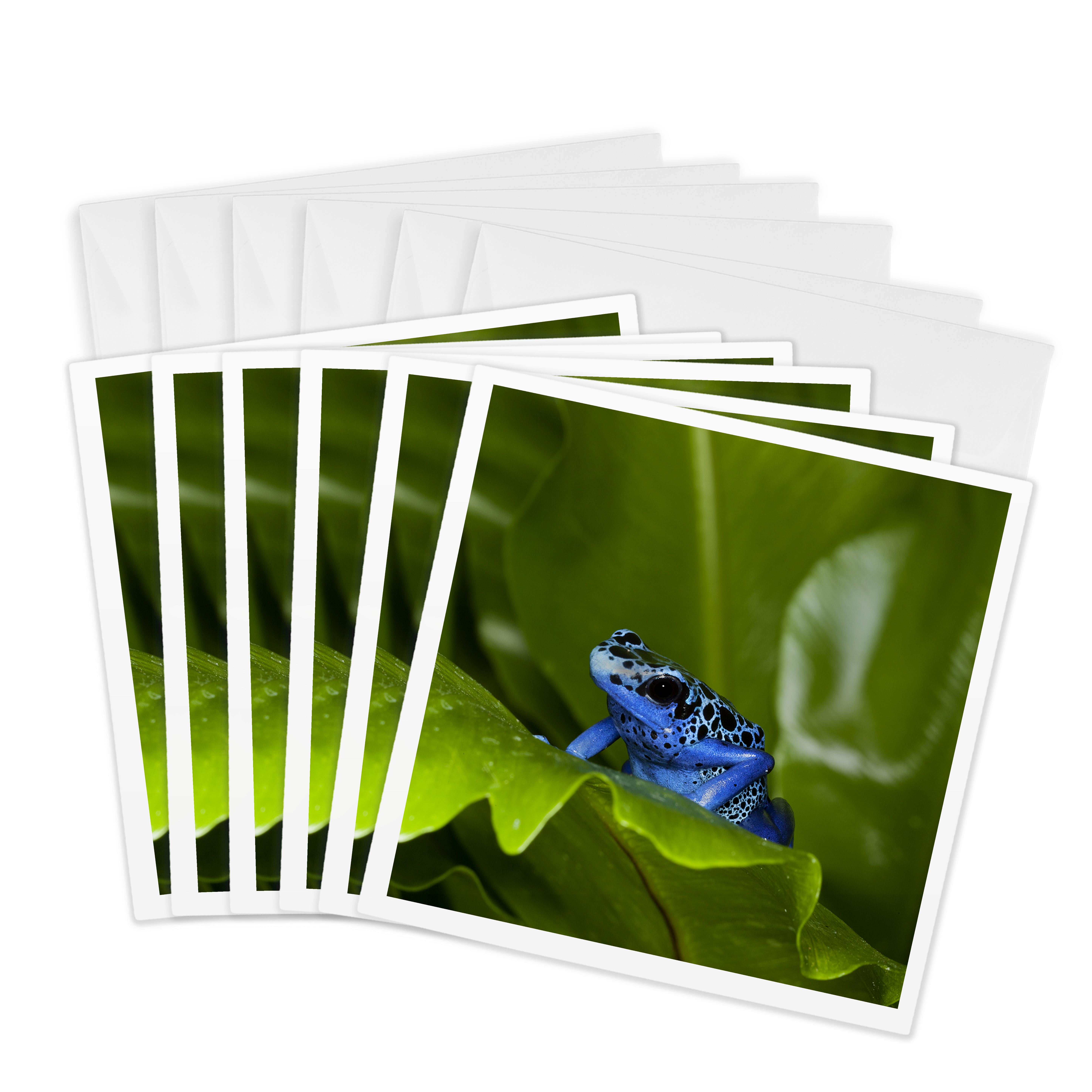 3drose, South America, Suriname. Blue Dart Frog on Leaf., 6 Greeting ...