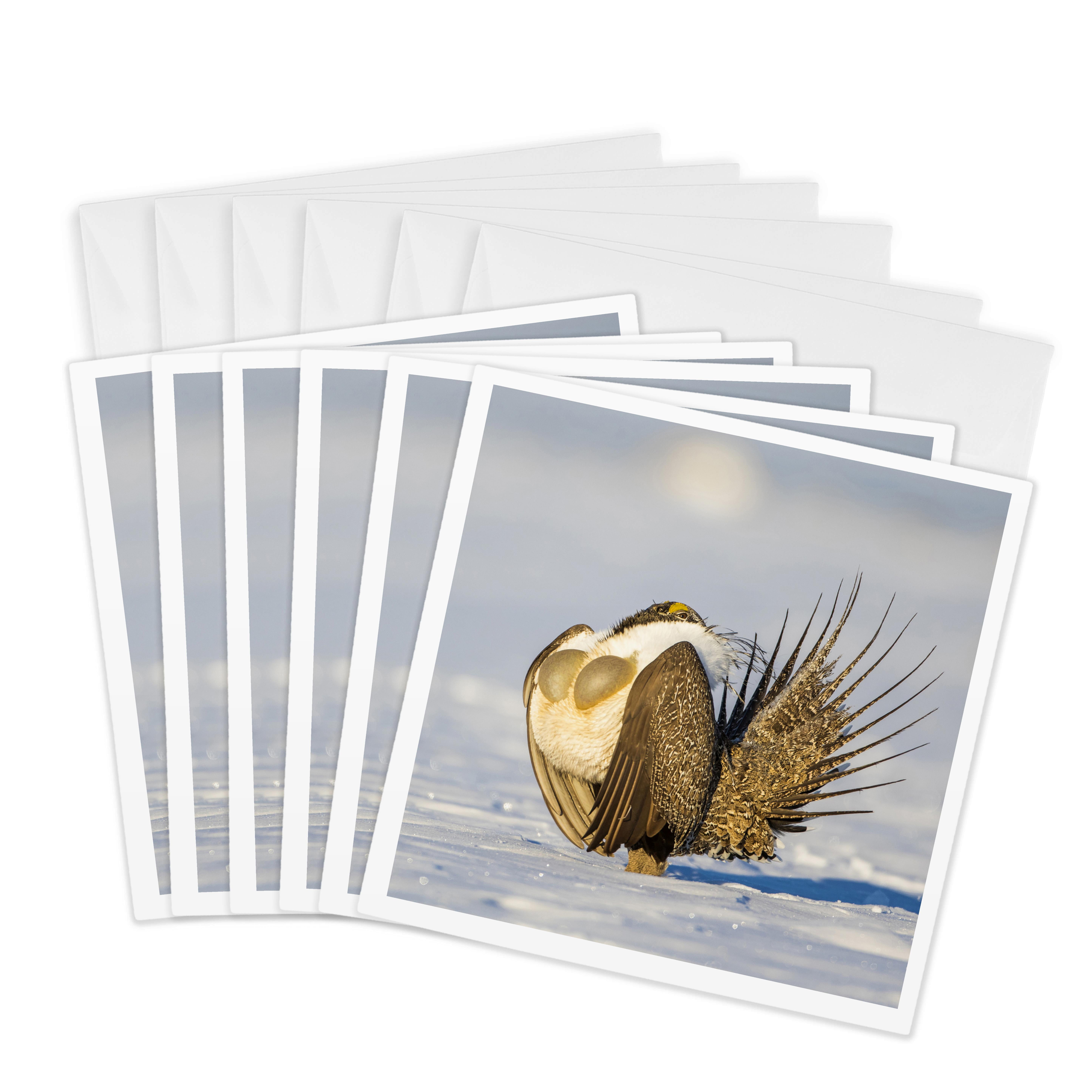 3drose, Sublette County, Wy. Male Greater Sage Grouse Doing Courtship ...