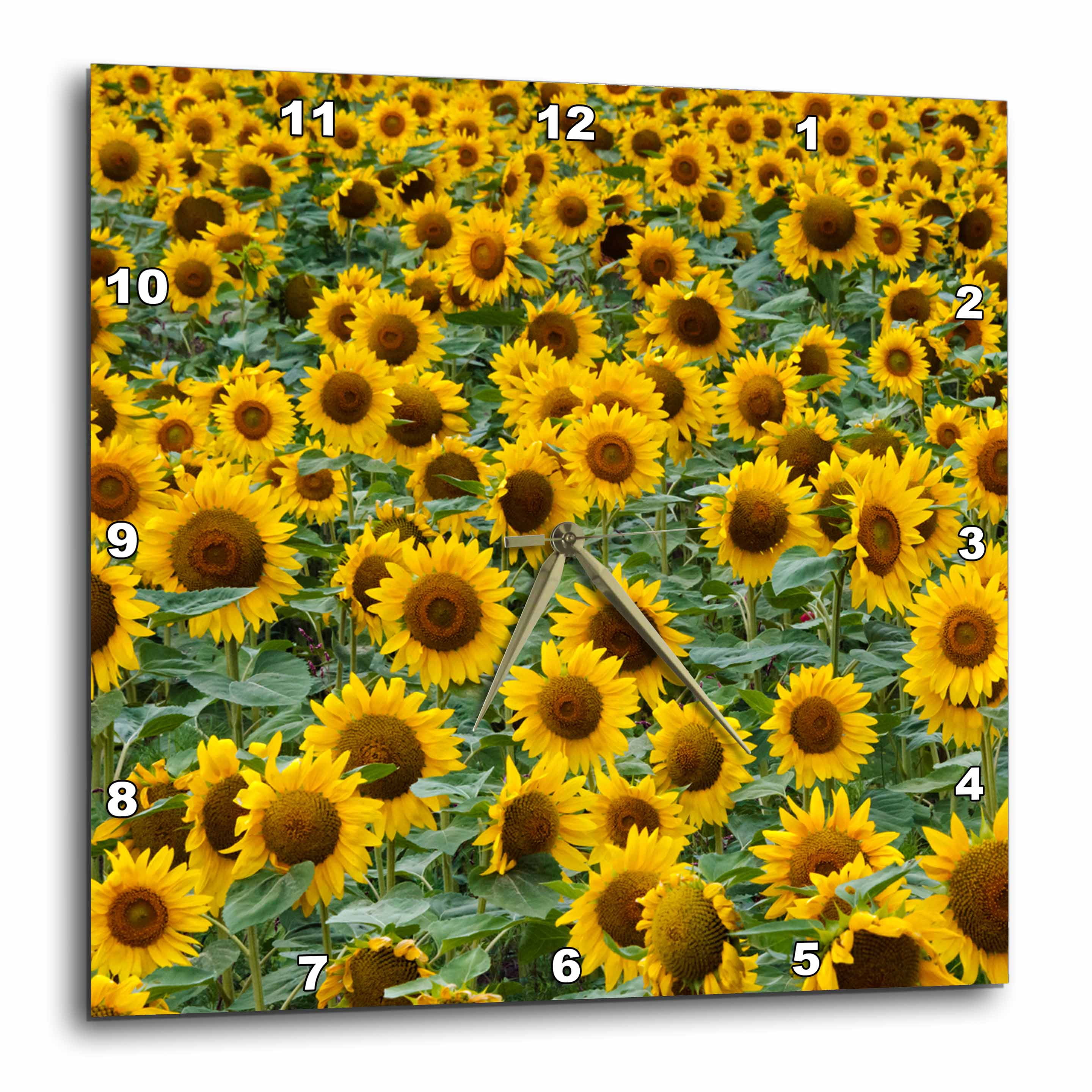3drose, Sunflowers in the Flower Farm, Furano, Hokkaido Prefecture ...