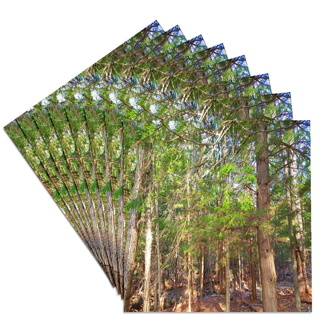 3drose, Sunlight Old Pine Trees, Set of 8 Ceramic Tile Coasters ...