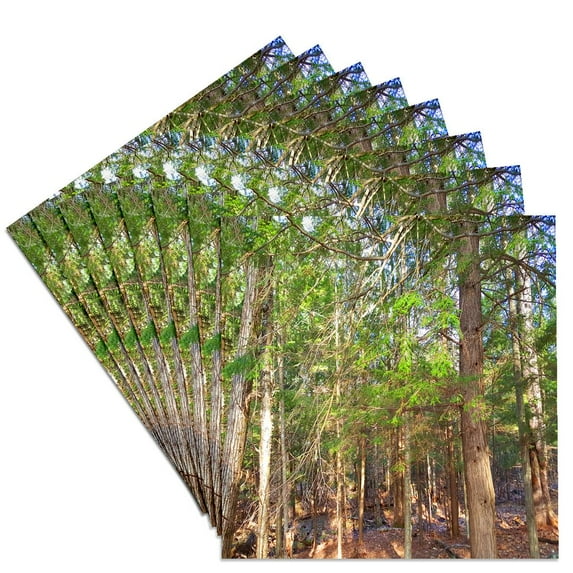 3drose, Sunlight Old Pine Trees, Set of 8 Ceramic Tile Coasters ...