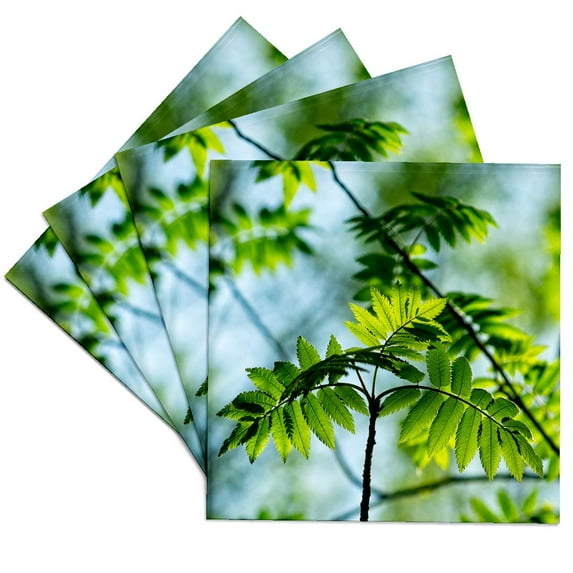 3drose, Sunlit Rowan Tree Twig with Fresh Green Leaves. Bluish ...