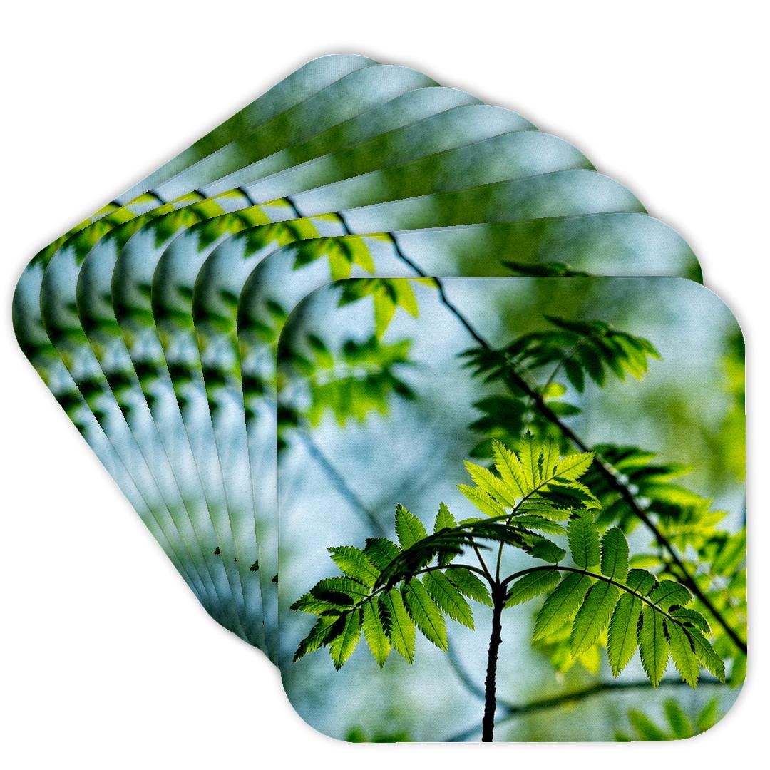 3drose, Sunlit Rowan Tree Twig with Fresh Green Leaves. Bluish ...