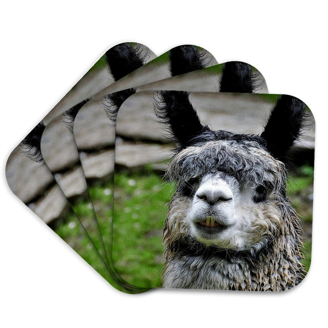 3drose, Super Cute Furry Alpaca Wildlife Photography, Set of 4 Coasters ...
