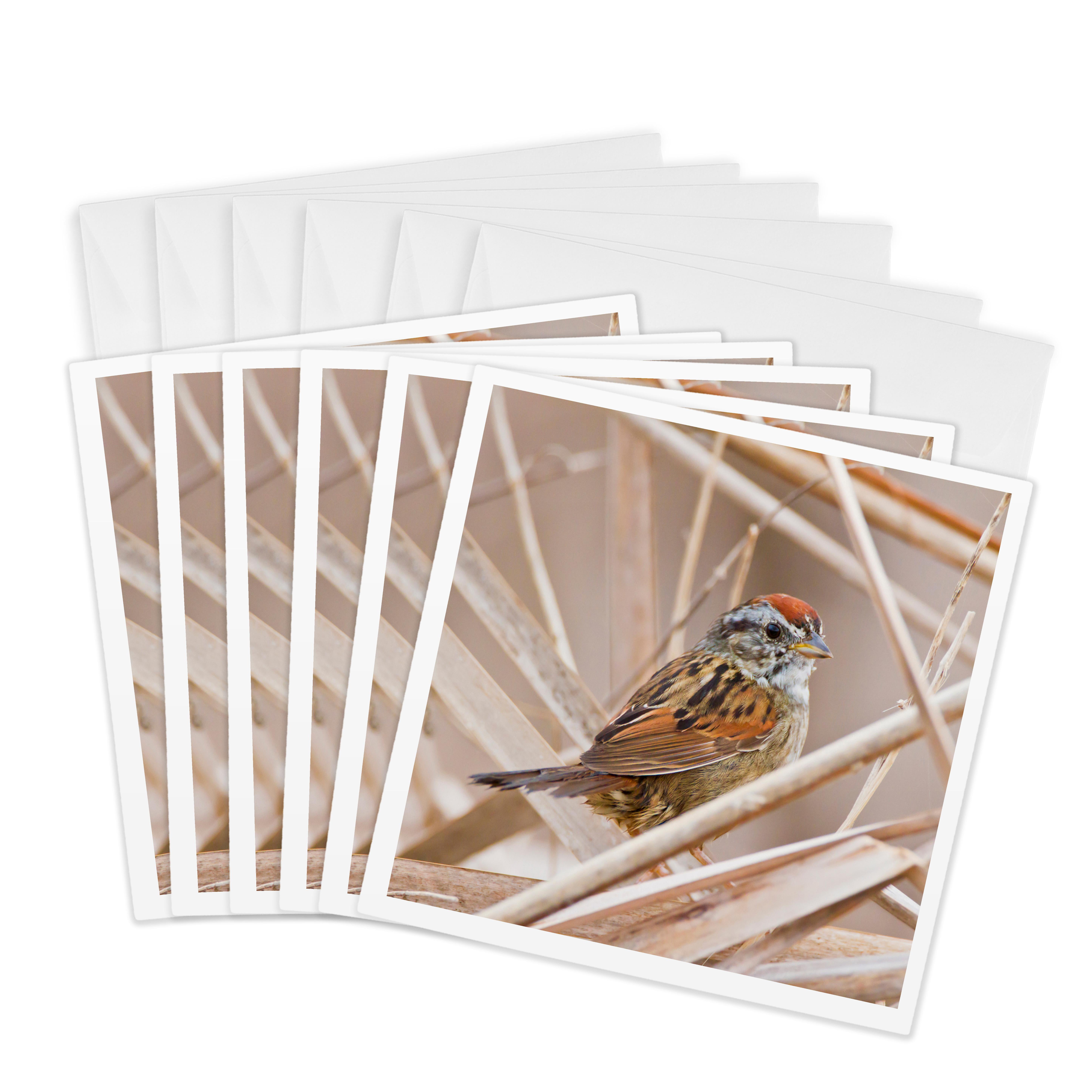 3drose, Swamp Sparrow, Melospiza Georgiana, in Cattails, Texas, Usa, 6 ...