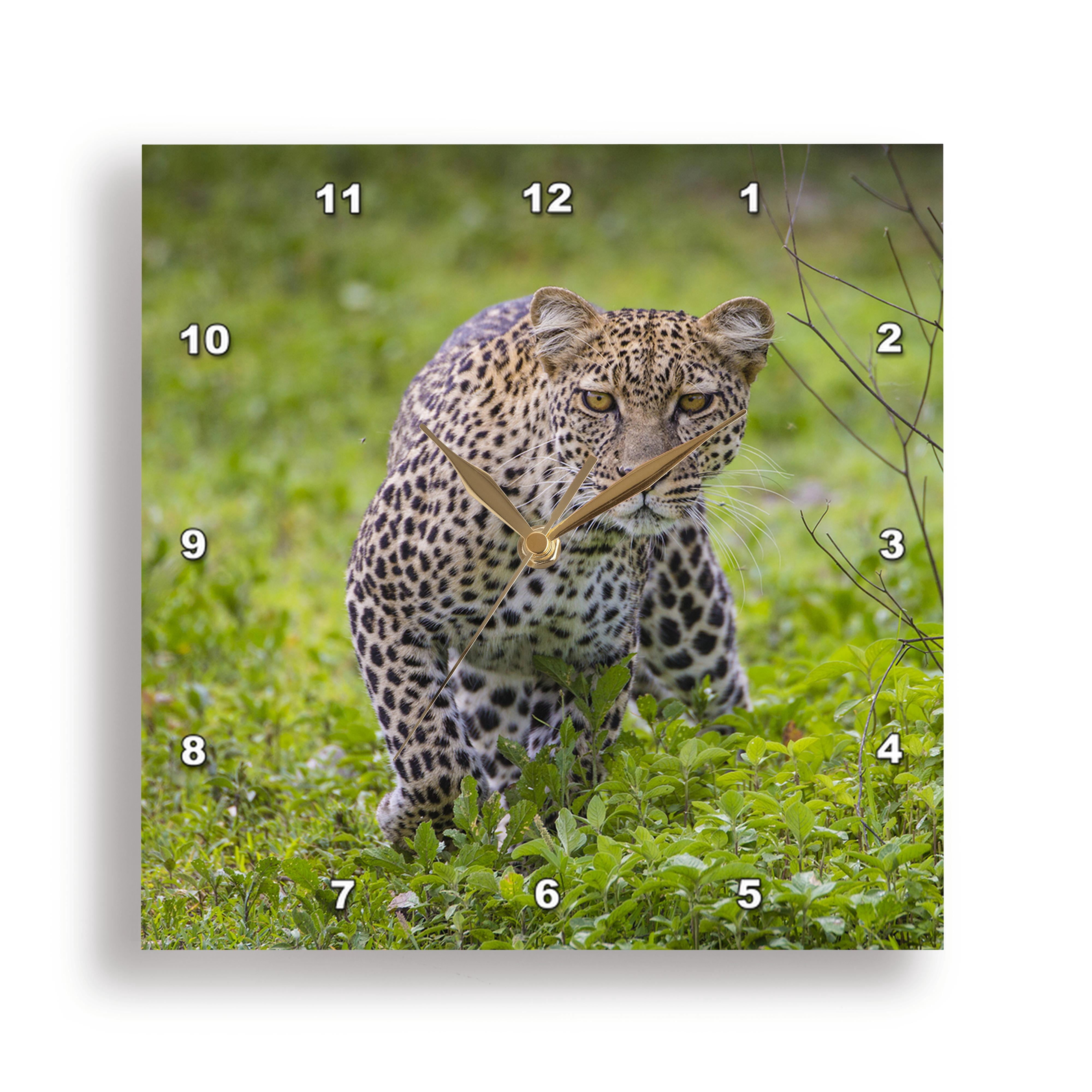 3drose, Tanzania. African Leopard Stalking Prey, Serengeti National ...
