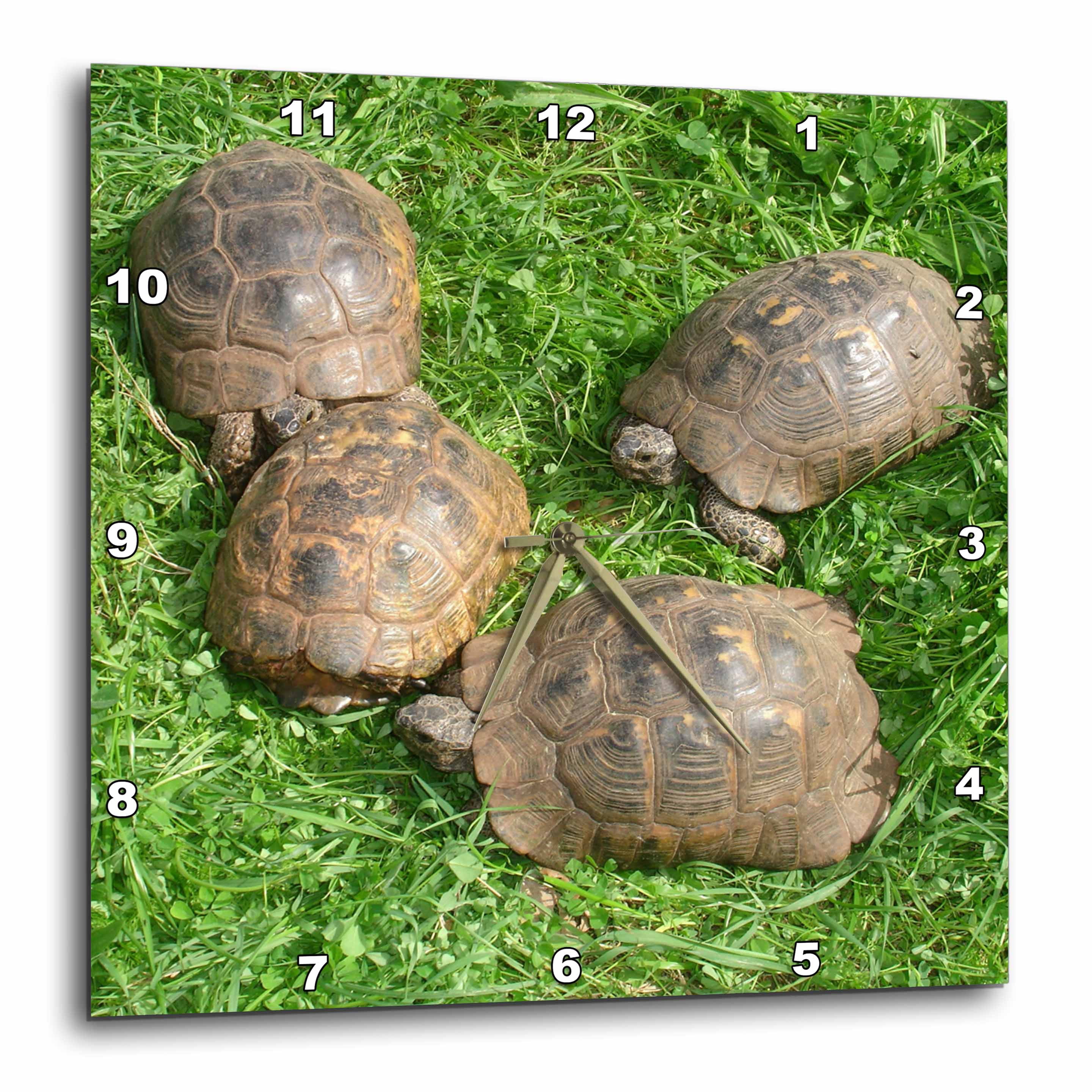 3drose, Testudo Iberia - Animals, Ibera Greek Tortoise, Land Turtles ...