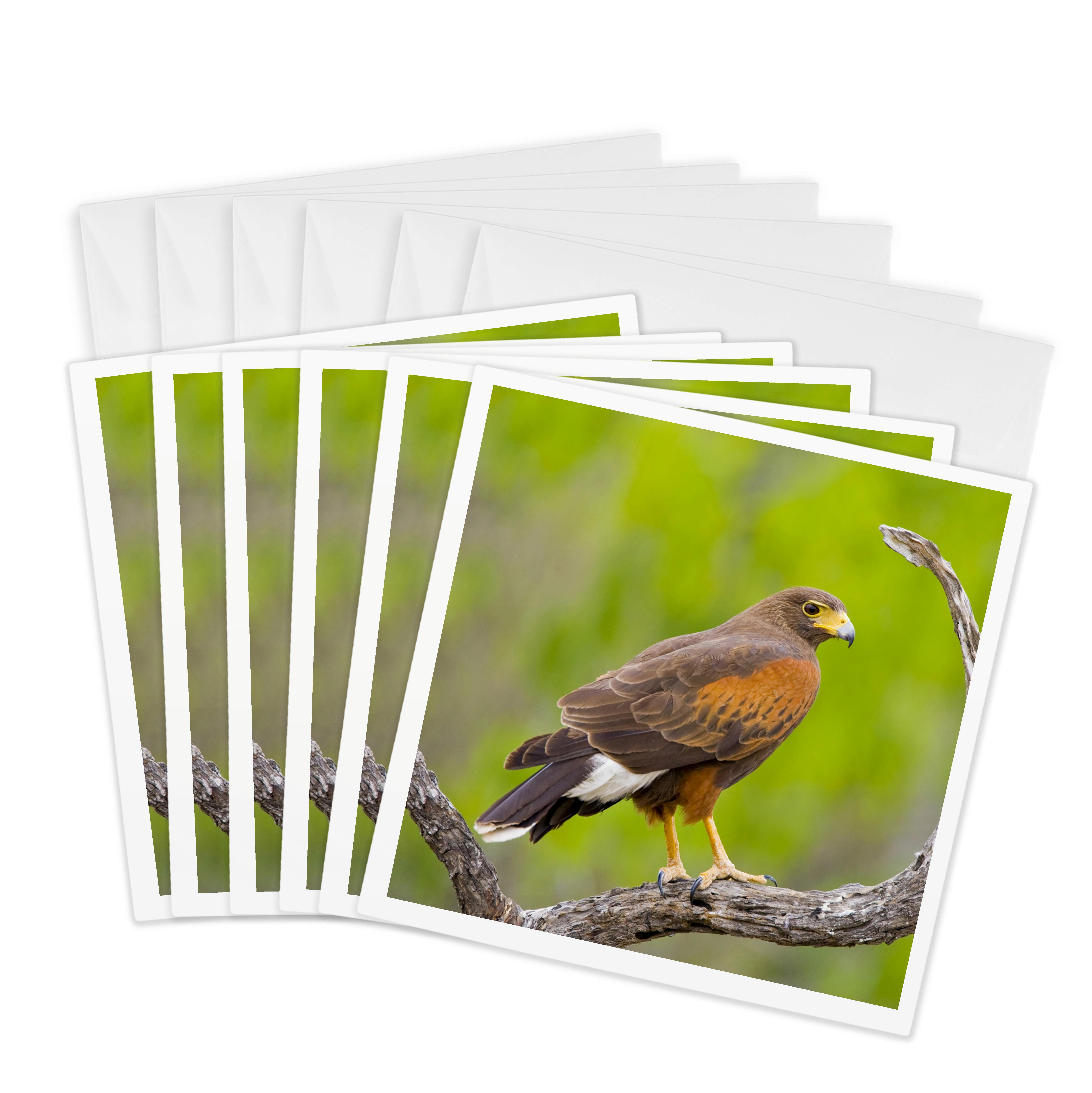 3drose, Texas, Mission, Dos Venadas Ranch Harris Hawk Bird - Us44 ...