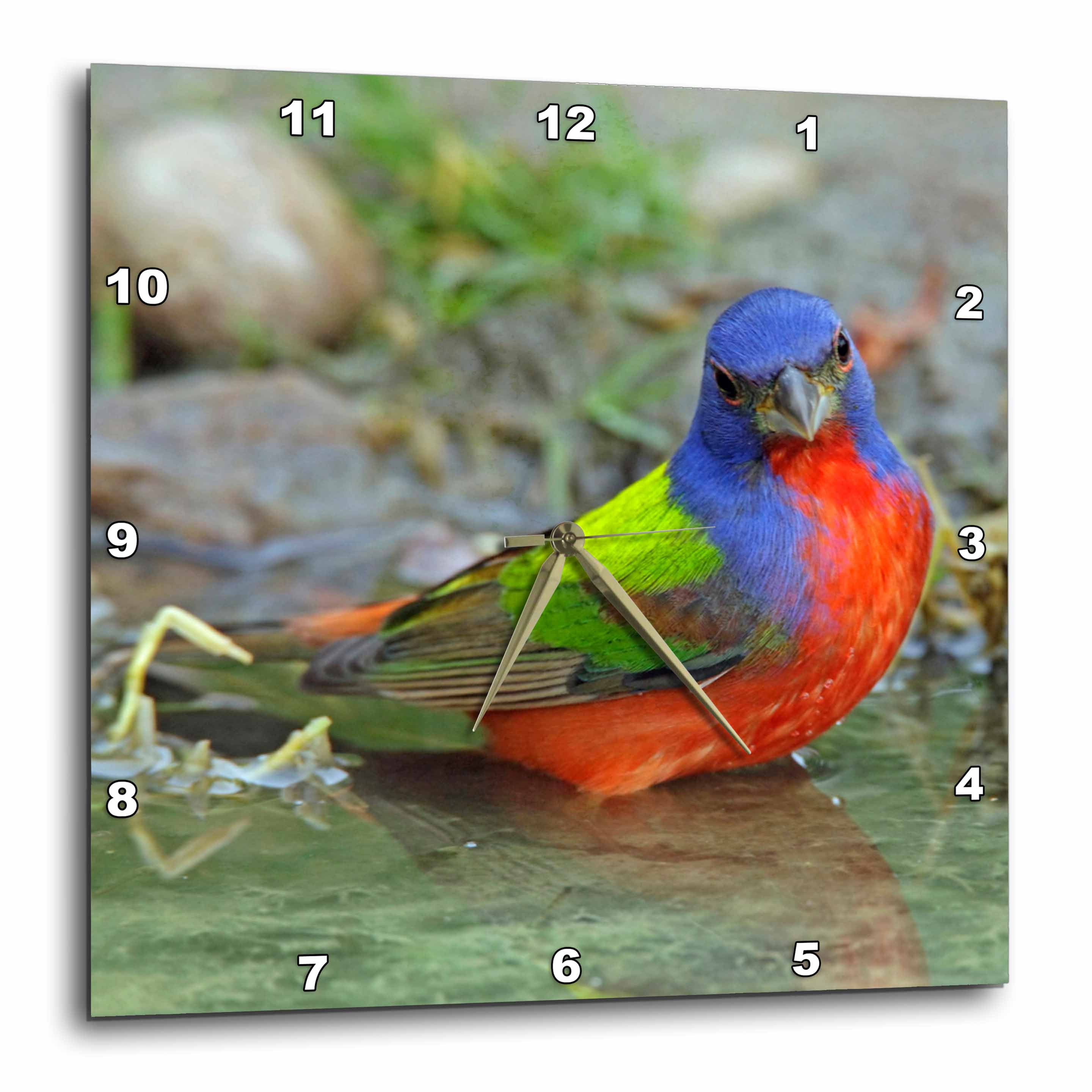 3drose, Texas, Painted Bunting Male Bird - Us44 Bja0141 - Jaynes ...